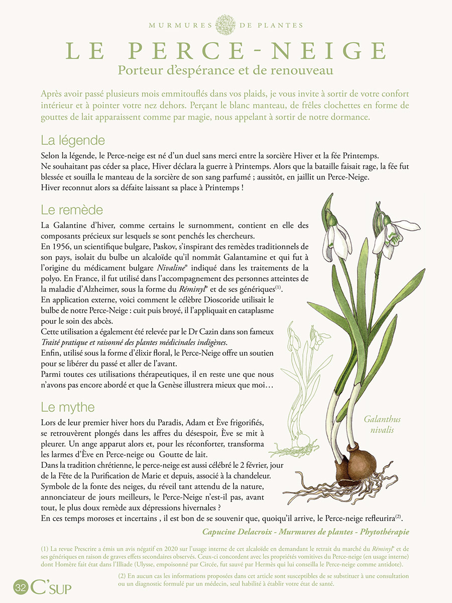 Le perce-neige : mythe, légende et remède – Murmures de Plantes ...